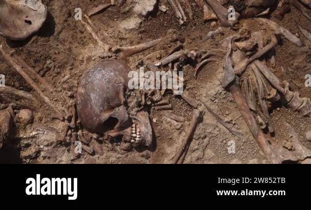 Skulls and bones of people in the ground, Work of the search team at ...