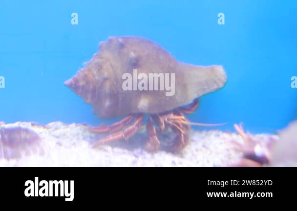 Inside shell fish Stock Videos & Footage - HD and 4K Video Clips - Alamy
