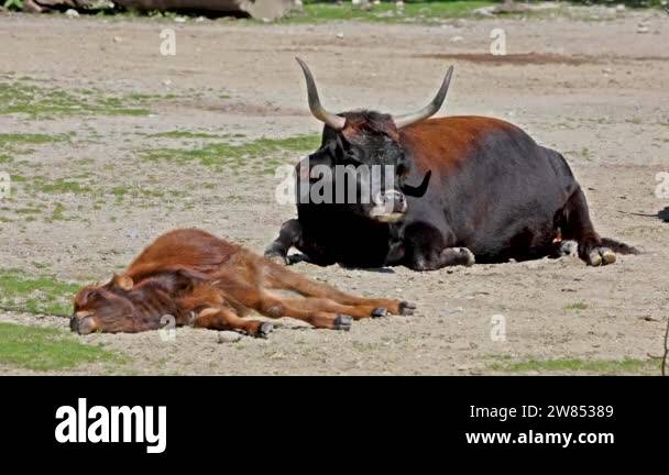 Baby Aurochs, Heck cattle, Bos primigenius taurus, claimed to resemble ...