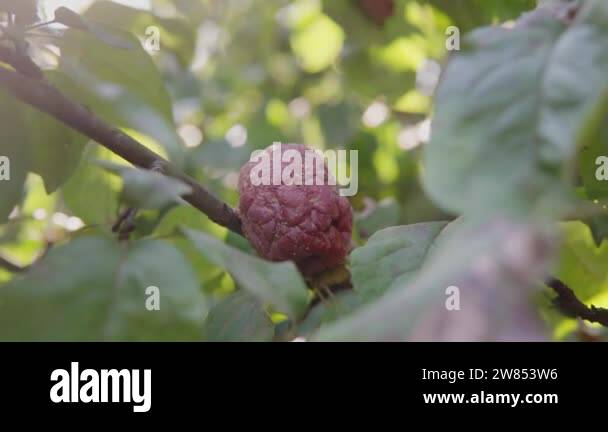 Sick apple tree Stock Videos & Footage - HD and 4K Video Clips - Alamy