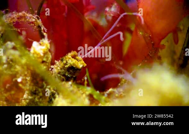 Tube building polychaete worm Stock Videos & Footage - HD and 4K Video ...