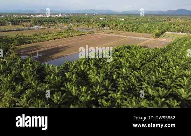 Palm tree paddy field Stock Videos & Footage - HD and 4K Video Clips ...