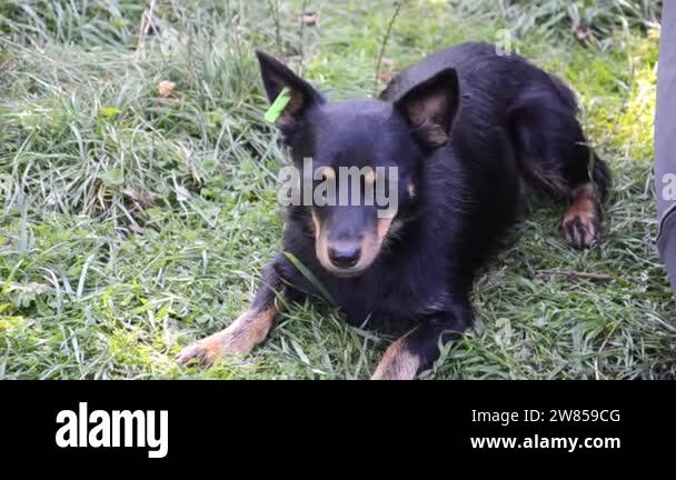 Homeless black little dog is waiting for food. Dog with tag about ...