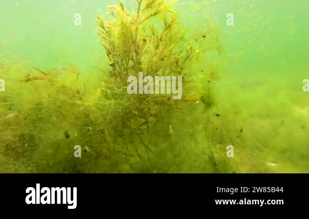 Brown algae macrophytes Cystoseira barbata and other green and red ...