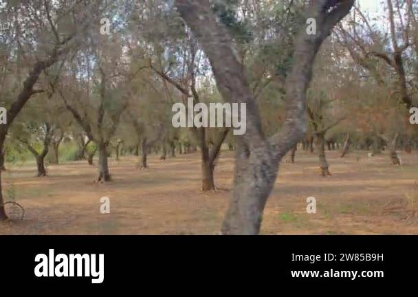 Growing olives. Twenty-year-old plants in dry well-drained soil. The ...