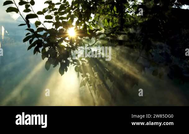 Setting sun through branches of a tree Stock Videos & Footage - HD and 4K Video Clips - Alamy