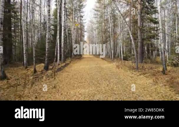 Magical fall leaves Stock Videos & Footage - HD and 4K Video Clips - Alamy