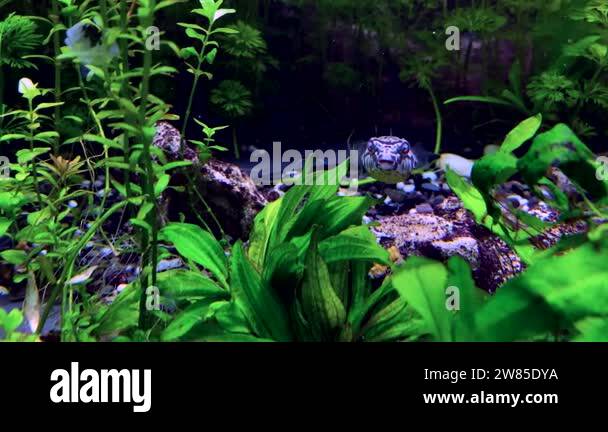 Pufferfish slowly swims between plants leaves. Puffer fish with black ...