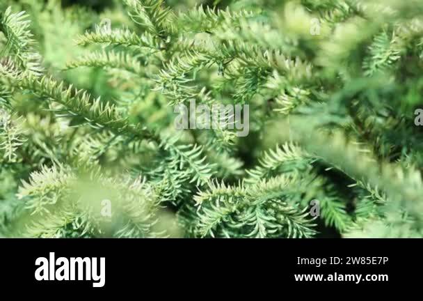 Traditional evergreen spruce tree Stock Videos & Footage - HD and 4K ...