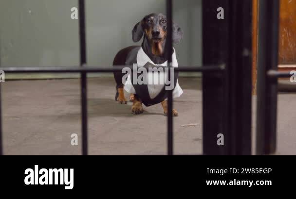 Dog businessman is convicted of fraud and received a prison sentence ...