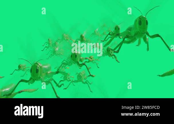 3D animation featuring a swarm of thousands of locusts flying into ...