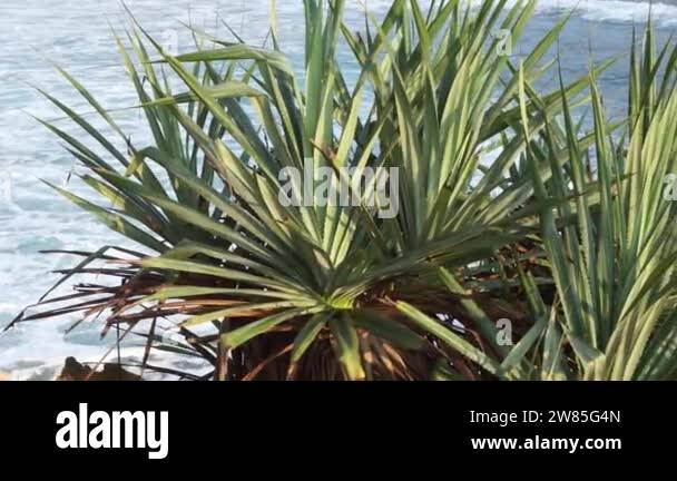 Fragrant Screwpine tree (Pandanus fascicularis, Pandanus odorifer ...