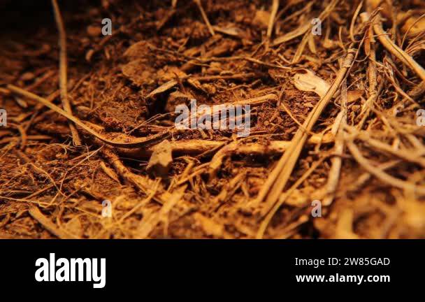 Ants in the underground nest. Workers, pupae and larvae inside a ant ...