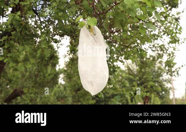 plastic bag hanging on a tree, garbage in the forest, environmental ...