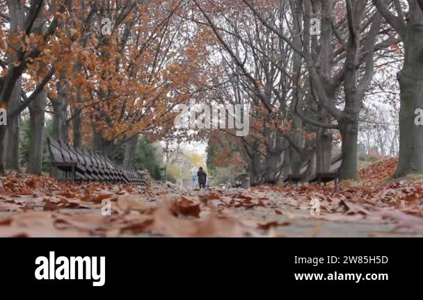 Beautiful fall park with brown fallen oak leaves on a ground. An alley ...