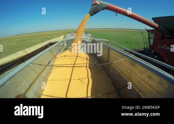 Combine Harvester Dumping Corn Grain Into a Grain Truck in Slow Motion ...
