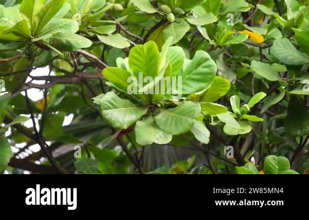 Terminalia catappa on the nature. Also called country almond, sea ...