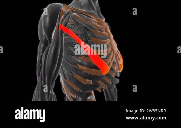 Abdominal part of pectoralis major Muscle Anatomy For Medical Concept ...