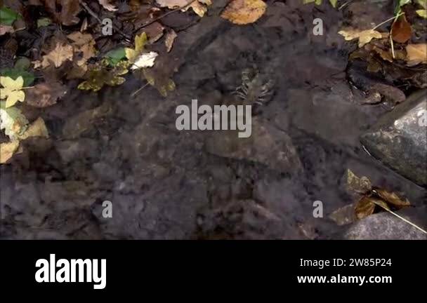 Astacidea species Stock Videos & Footage - HD and 4K Video Clips - Alamy