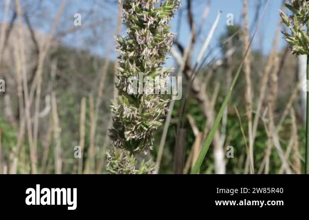 Blooming white terminal indeterminate panicle inflorescences of Giant ...