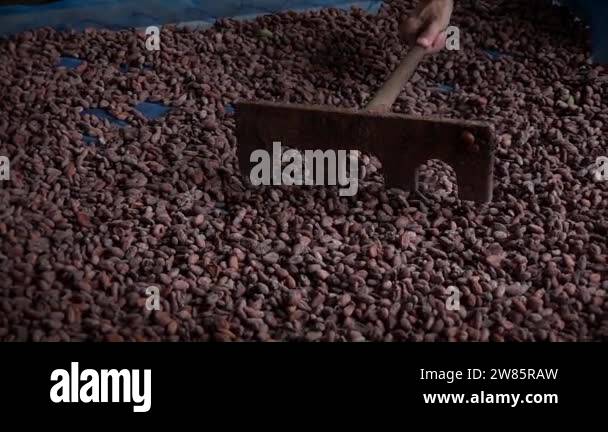 Criollo cacao Stock Videos & Footage - HD and 4K Video Clips - Alamy