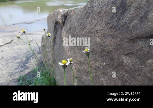Tridax procumbens flower. Its known ascoatbuttonsortridax daisy,is a ...