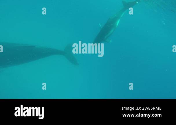 Newborn humpback whale cub swims next to mom underwater in Pacific ...