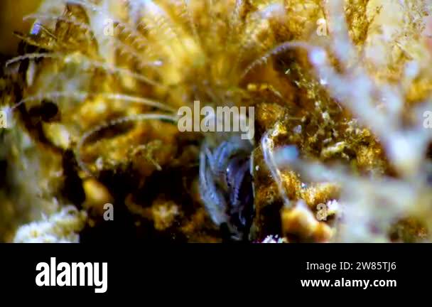Crustacean Balanus sp. catches plankton among algae, Black Sea Stock ...