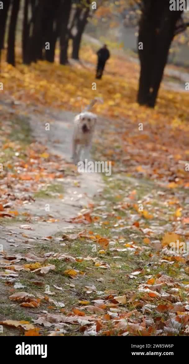 Labrador dog walks among Stock Videos & Footage - HD and 4K Video Clips ...