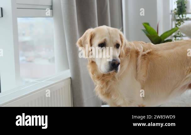 Dog standing window dog Stock Videos & Footage - HD and 4K Video Clips ...