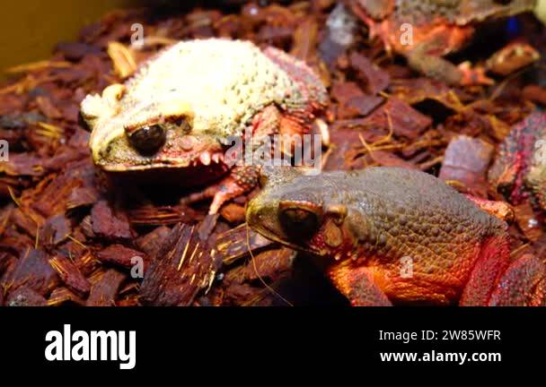 Big headed frog Stock Videos & Footage - HD and 4K Video Clips - Alamy