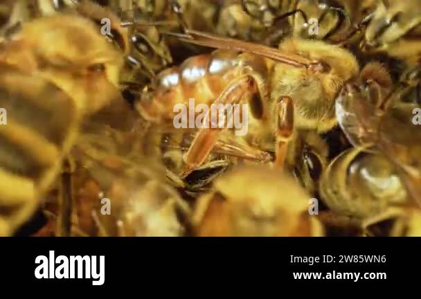 Work bees in hive close up. Large family of honey bees. Swarm of bees ...