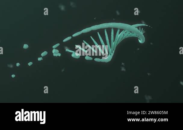 Dna sequencing human evolution Stock Videos & Footage - HD and 4K Video ...