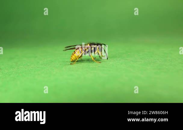European wasp on green background. Also called yellow hornet, German ...