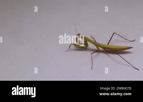 Monster hunting Stock Videos & Footage - HD and 4K Video Clips - Alamy