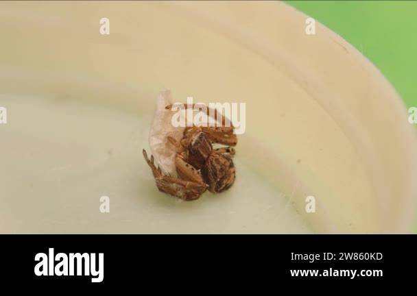 Bug care Stock Videos & Footage - HD and 4K Video Clips - Alamy