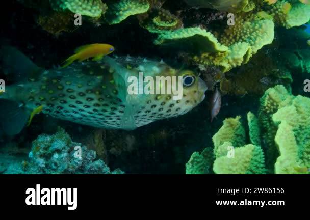 Close-up, Porcupinefish is hiding under under Lettuce coral. Ajargo ...