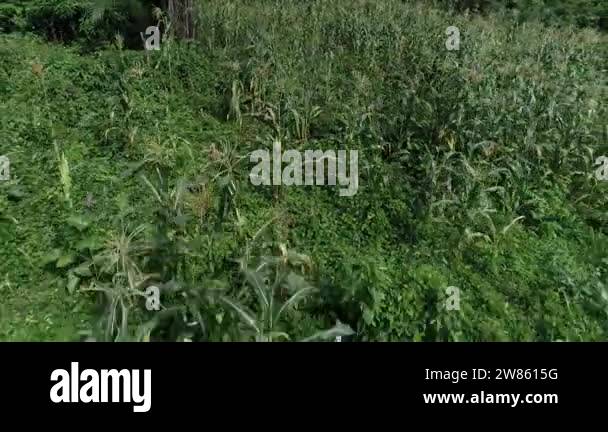 Maize farm Stock Videos & Footage - HD and 4K Video Clips - Alamy