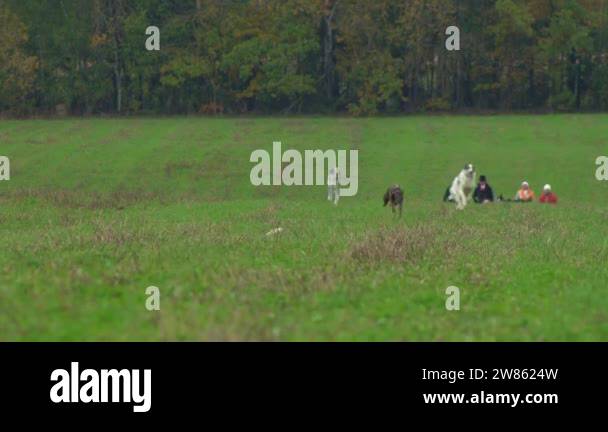 Coursing field Stock Videos & Footage - HD and 4K Video Clips - Alamy