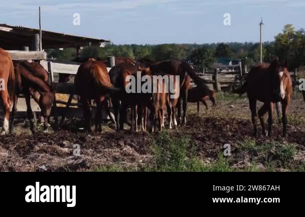 Horse farm breeding and animal husbandry. 4K Slow motion video of ...