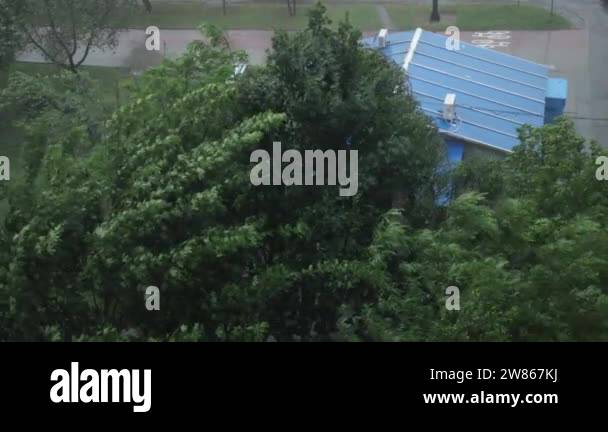 Catastrophic hurricane. Trees during storm, hurricane. Rain storm ...