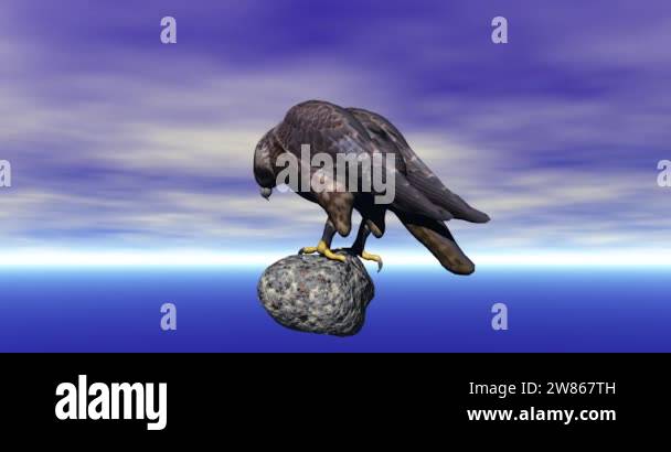 Hawk stone Stock Videos & Footage - HD and 4K Video Clips - Alamy