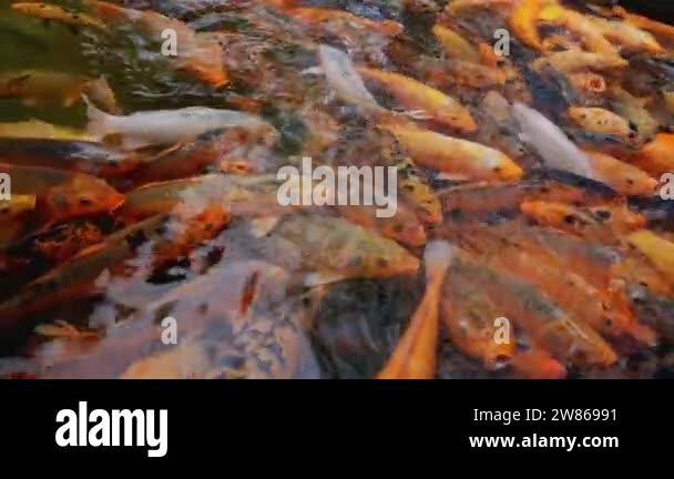 Koi Fish School Pool in Baomo Garden, Guangzhou, China, with flowing ...