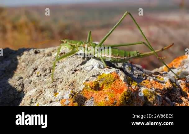 Predatory bush cricket, or the spiked magician (Saga pedo, Orthoptera ...