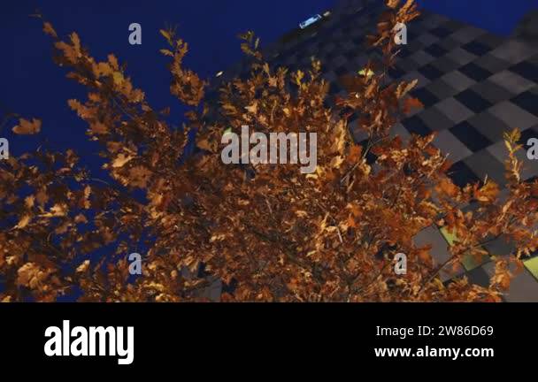Finnish oak tree Stock Videos & Footage - HD and 4K Video Clips - Alamy
