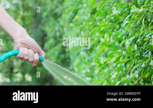 Watering tree. Woman arms are using water spraying hoses. Woman ...