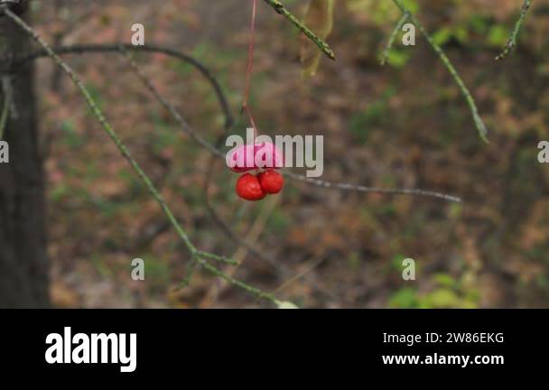 Red cascade spindle tree Stock Videos & Footage - HD and 4K Video Clips ...