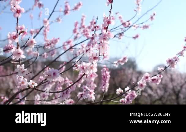 first trees to bloom early spring, cherry trees in blossom in an urban ...