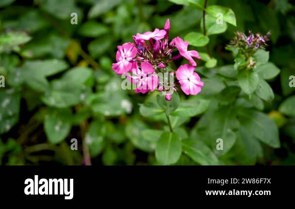 Pink phlox flowers growing in a flower bed. Polemoniaceae. Video static ...