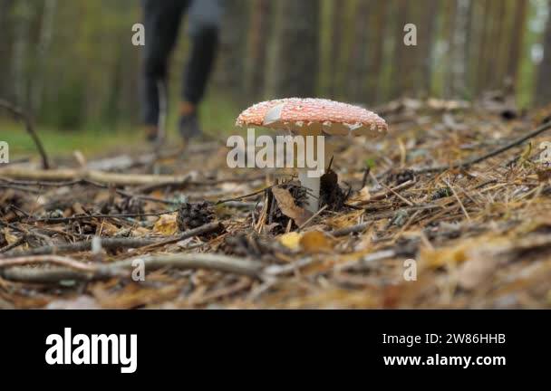 Mushroom foot Stock Videos & Footage - HD and 4K Video Clips - Alamy